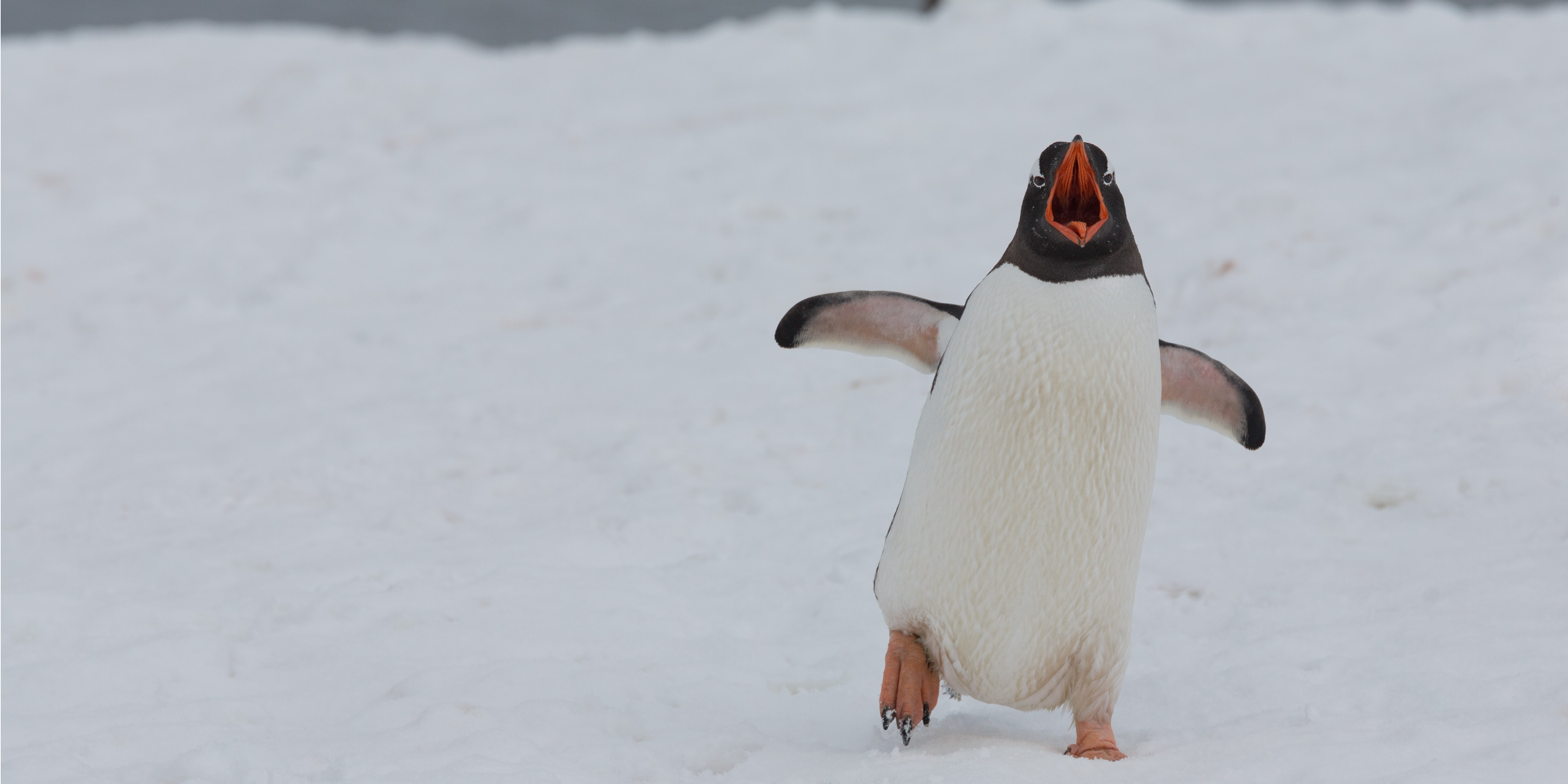 Penguin Mania: Eight sugar-sweet products - Galaxus